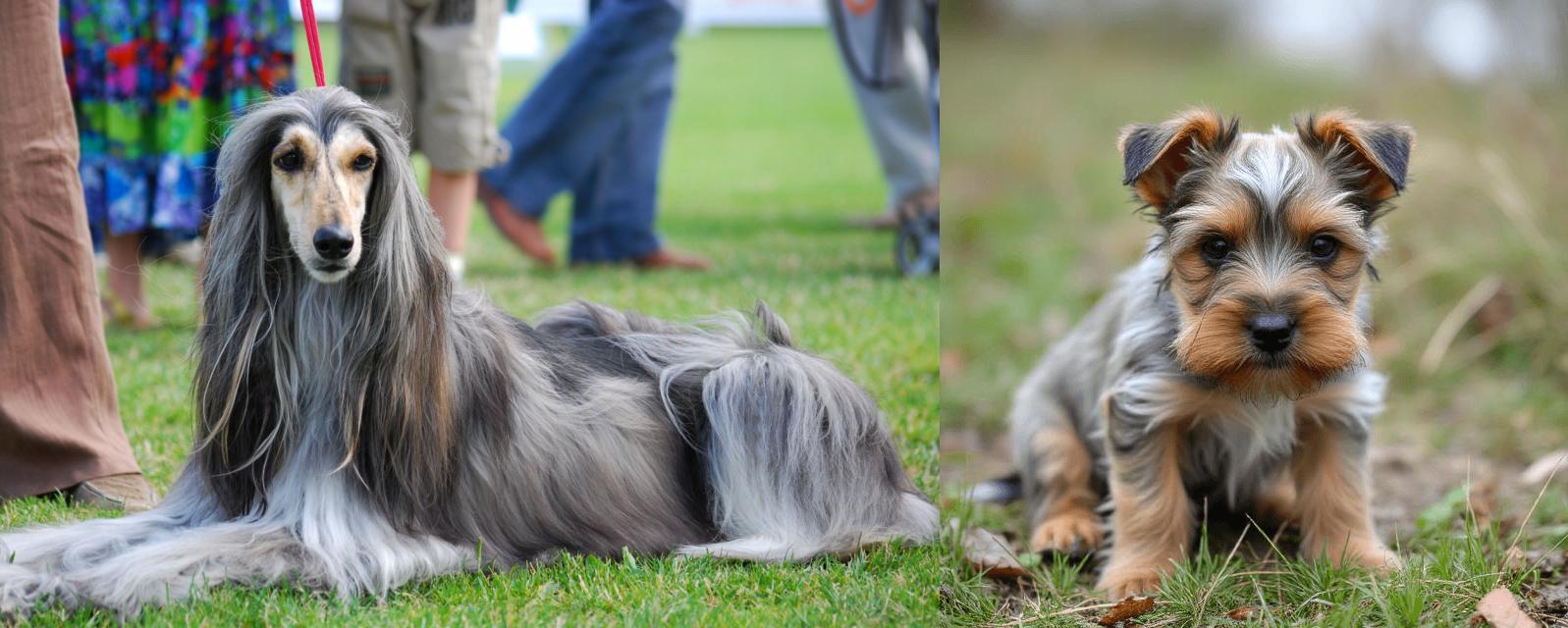 Gully Terrier vs Afghan Hound - Breed Comparison | Petzlover