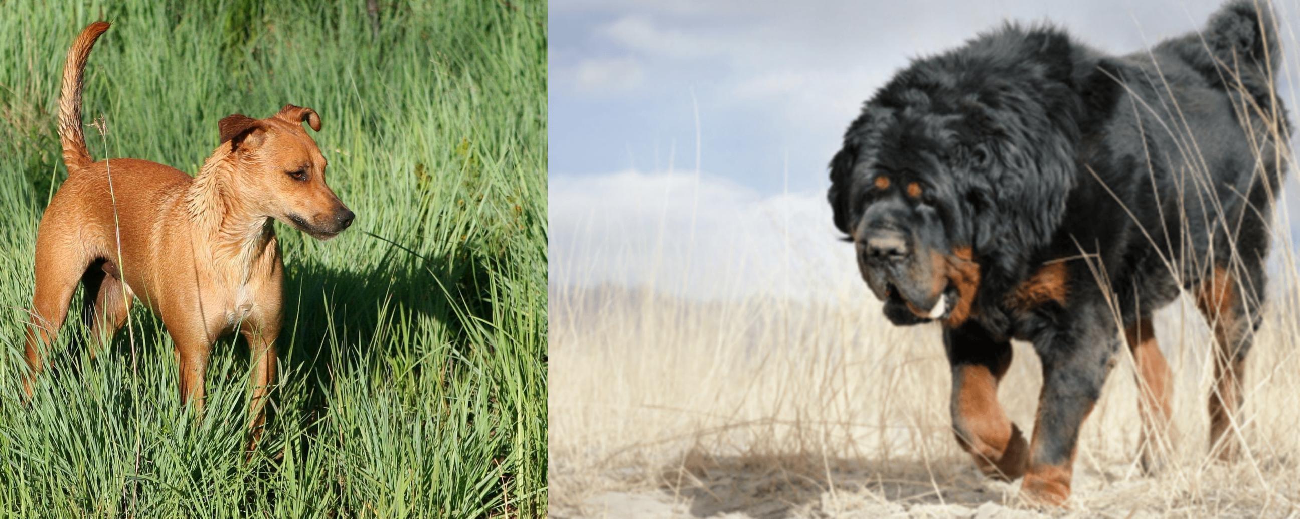 Gaddi Kutta vs Africanis - Breed Comparison | Petzlover