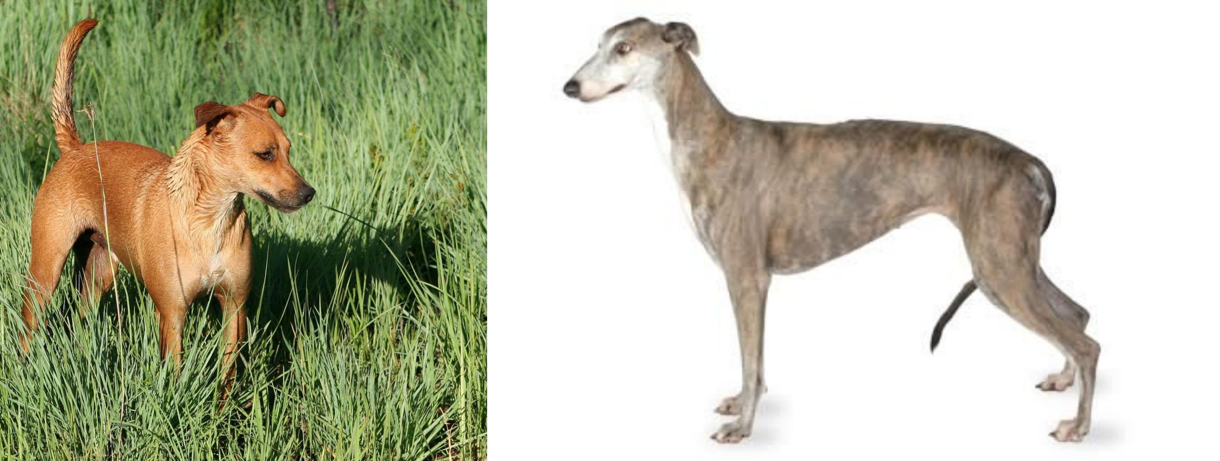 Greyhound vs Africanis - Breed Comparison | Petzlover