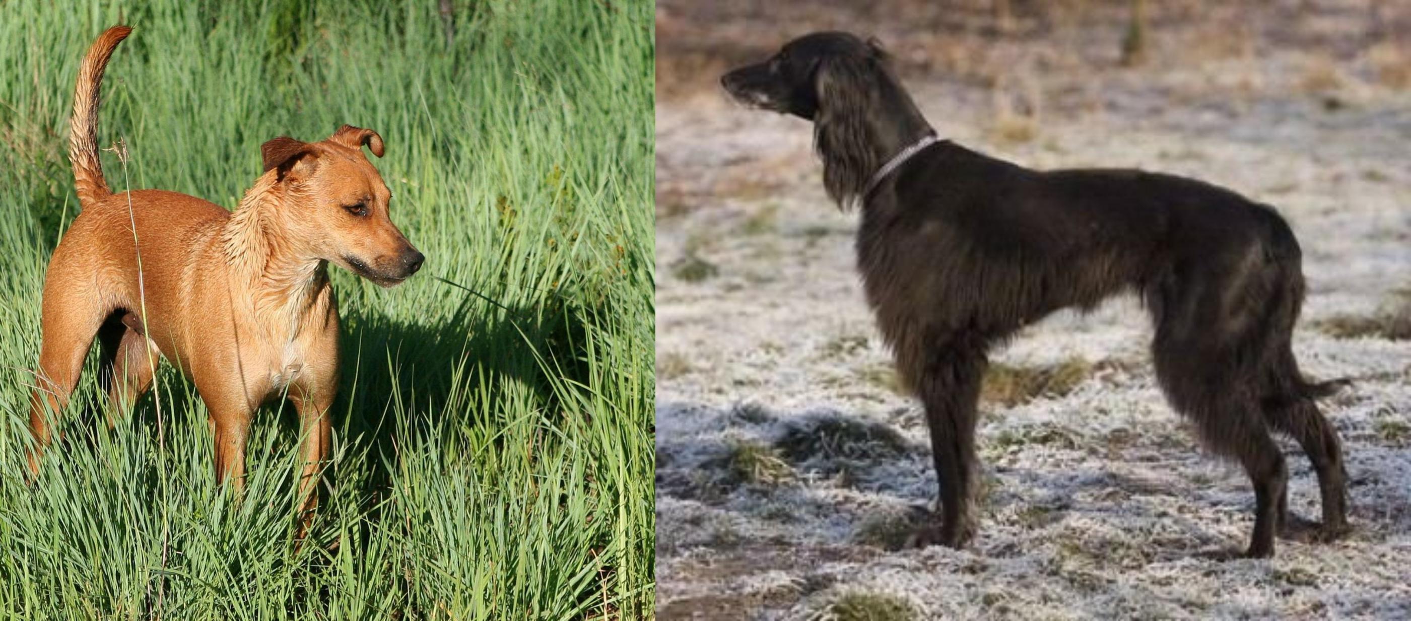 Taigan vs Africanis - Breed Comparison | Petzlover