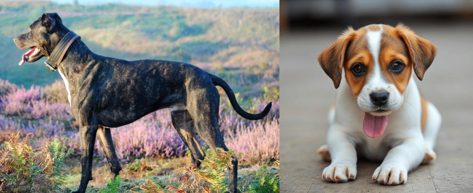 Bagel Hound vs Alaunt - Breed Comparison | Petzlover