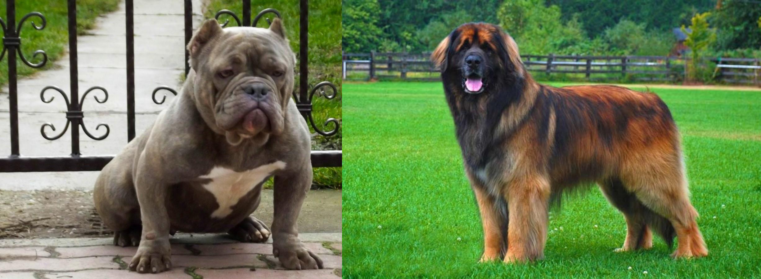 Leonberger vs American Bully - Breed Comparison | Petzlover