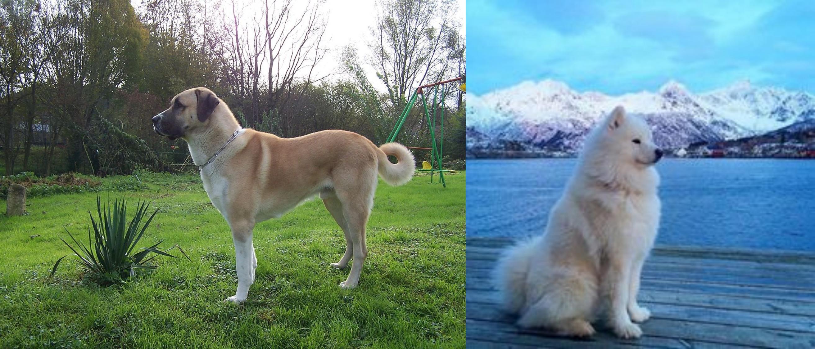Samoyed vs Anatolian Shepherd - Breed Comparison | Petzlover