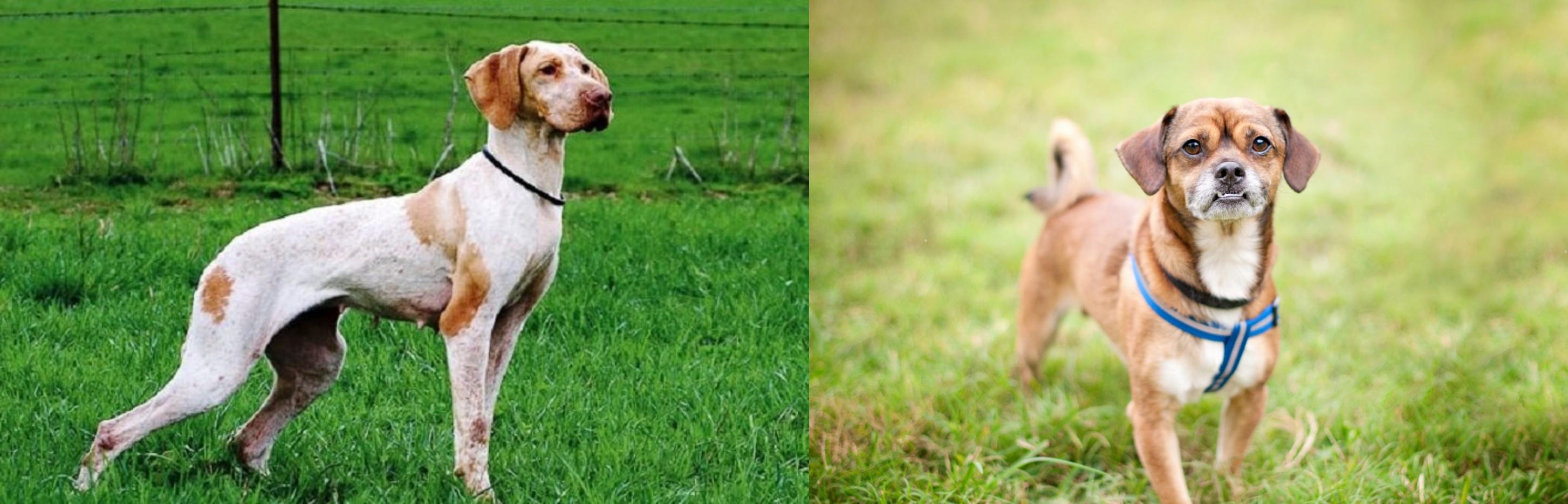 Chug vs Ariege Pointer - Breed Comparison | Petzlover