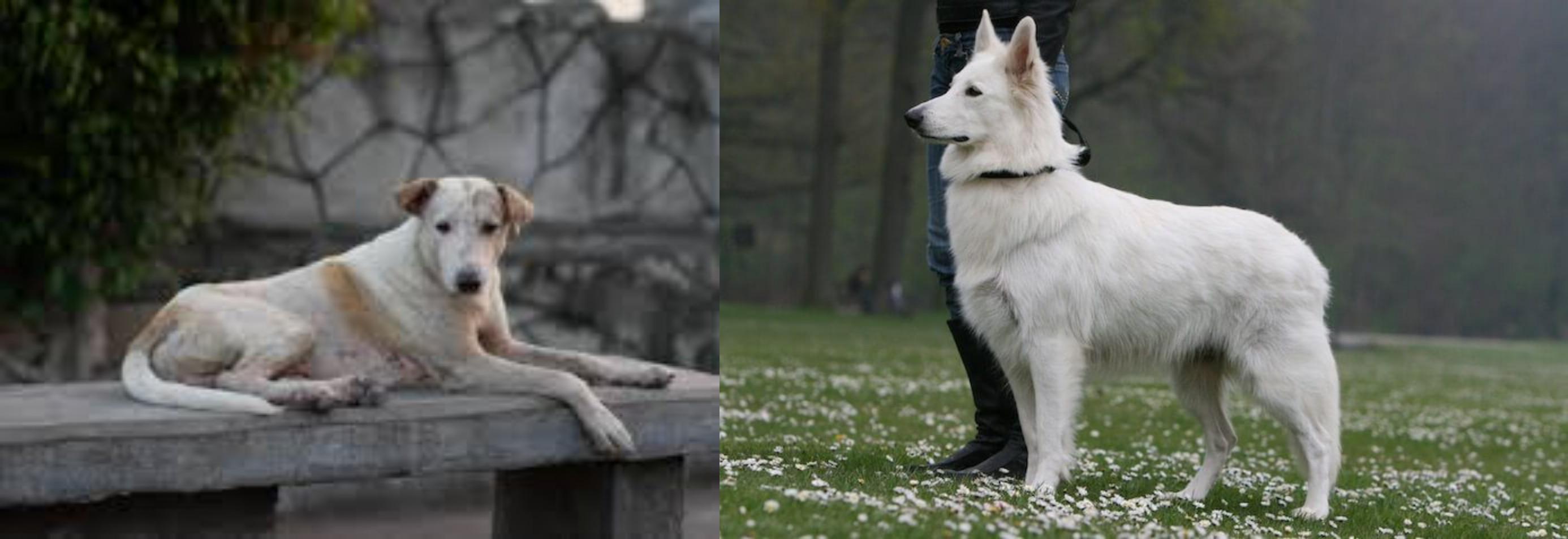 Berger Blanc Suisse vs Askal - Breed Comparison | Petzlover