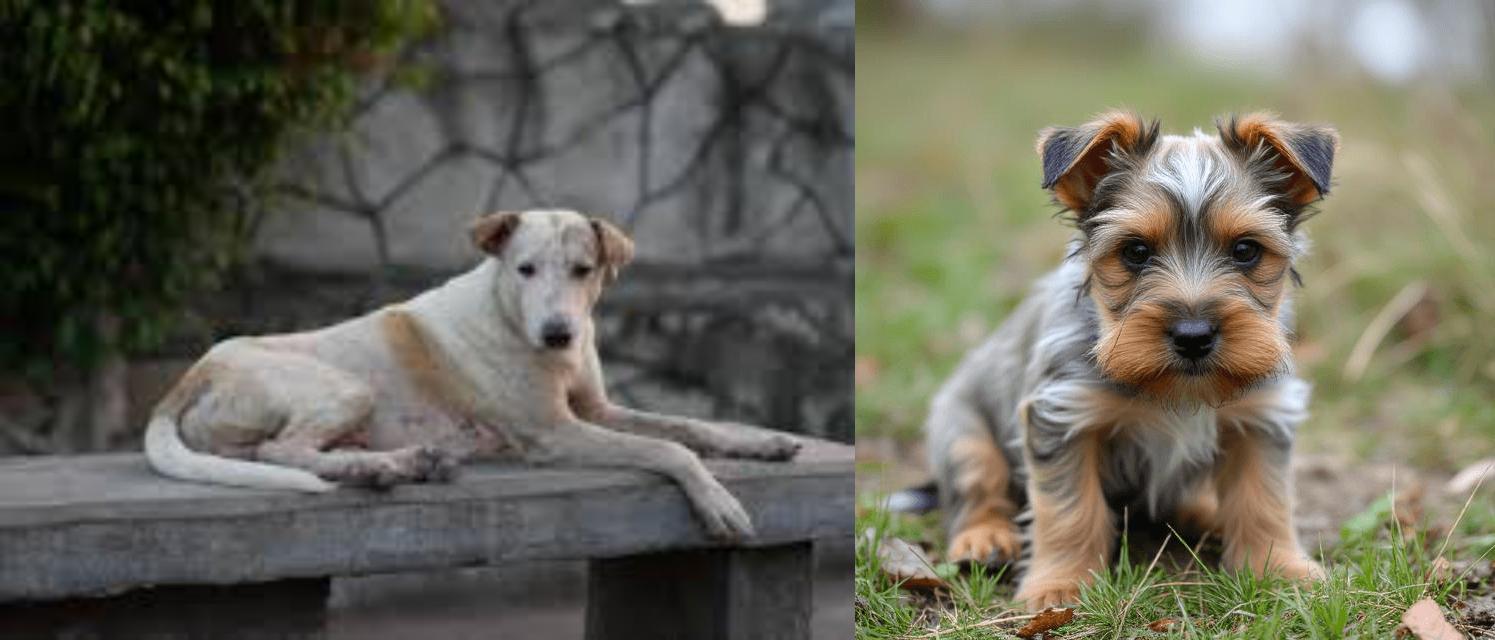Gully Terrier vs Askal - Breed Comparison | Petzlover