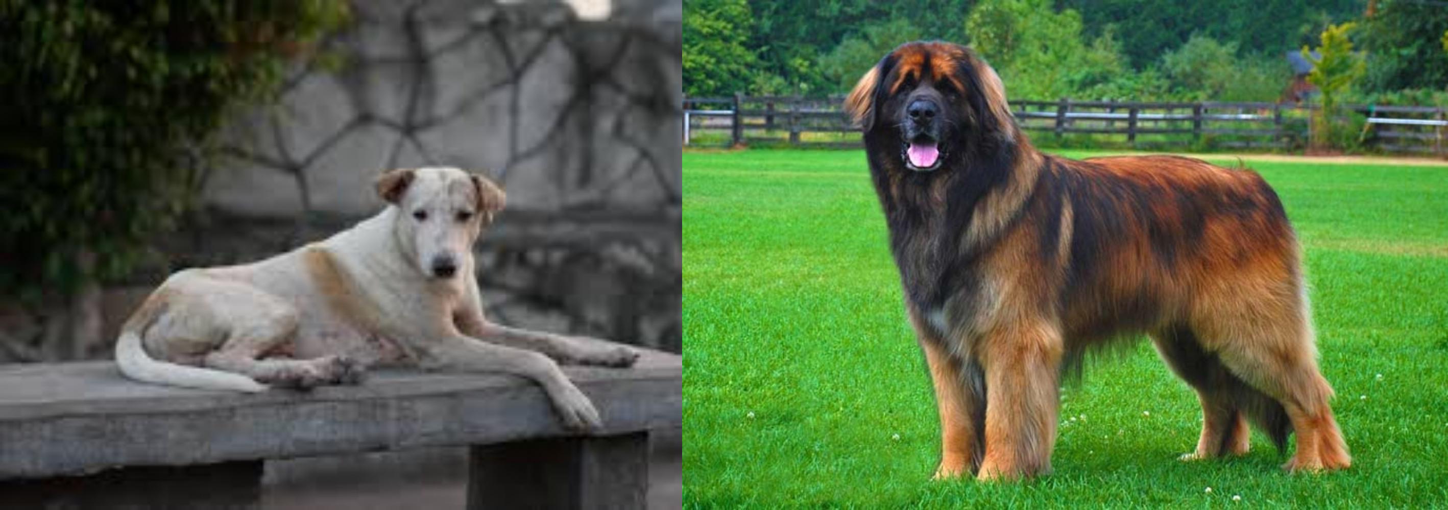 Leonberger vs Askal - Breed Comparison | Petzlover