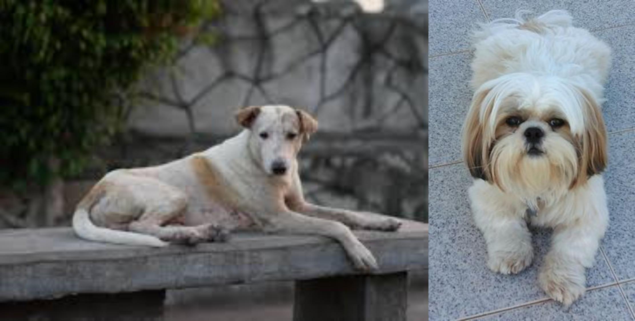 Shih Tzu vs Askal - Breed Comparison | Petzlover