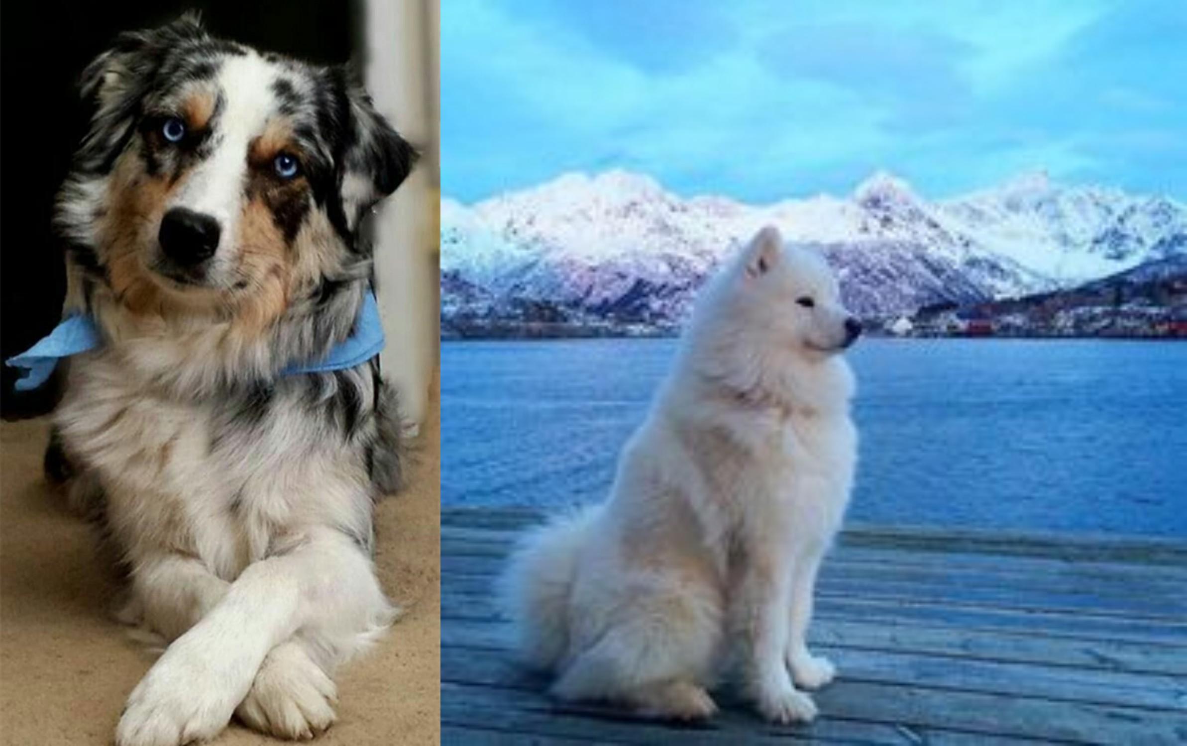 Samoyed vs Australian Collie - Breed Comparison | Petzlover