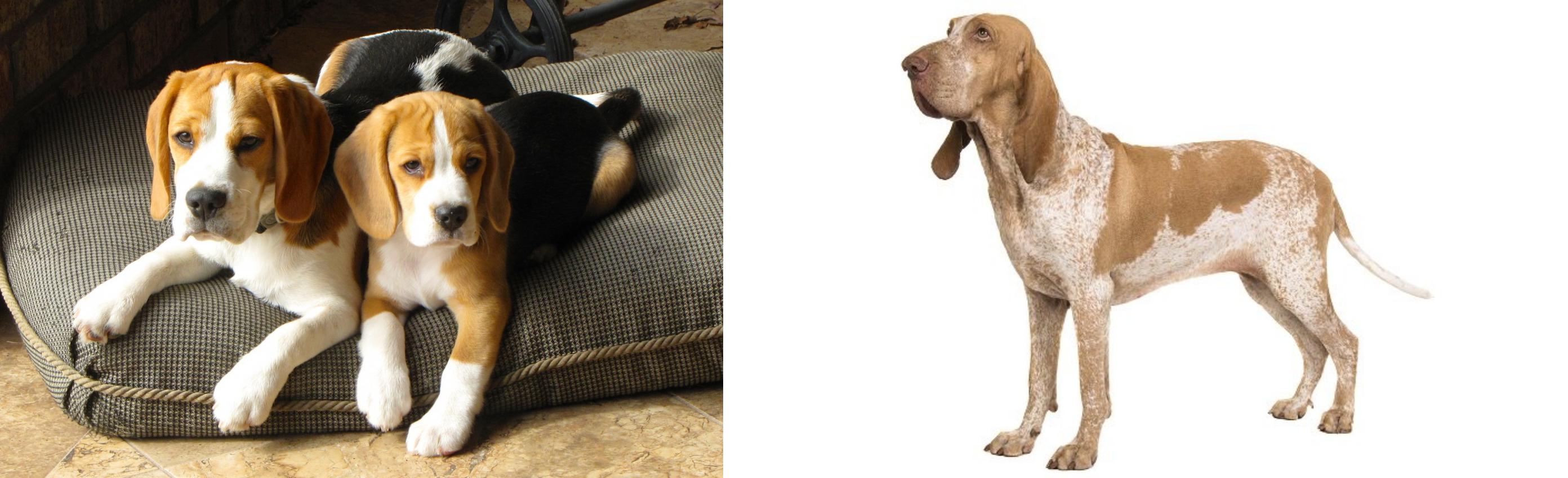 Bracco Italiano vs Beagle - Breed Comparison | Petzlover