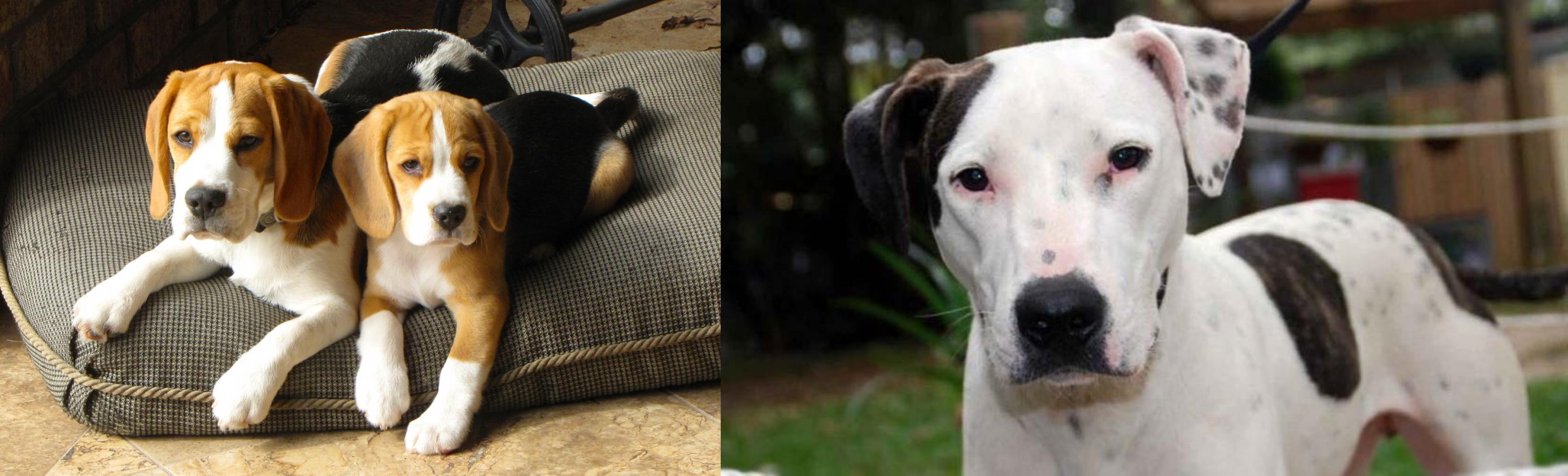 Bull Arab vs Beagle - Breed Comparison | Petzlover