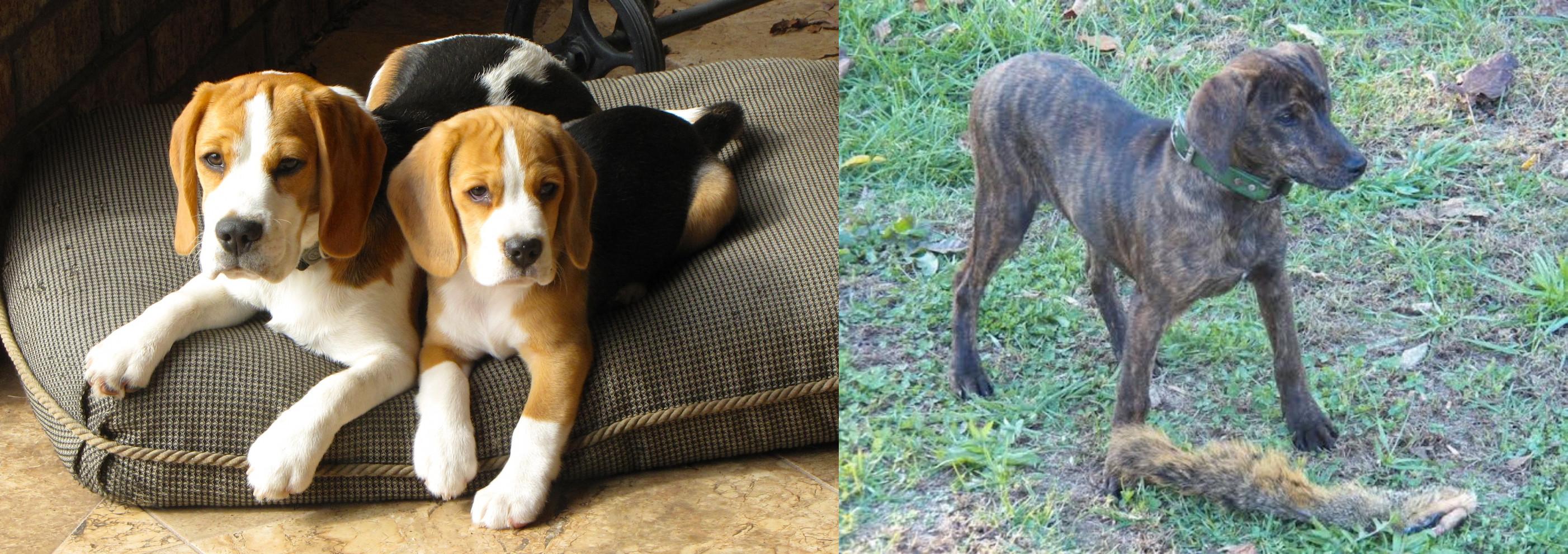 Treeing Cur vs Beagle - Breed Comparison | Petzlover