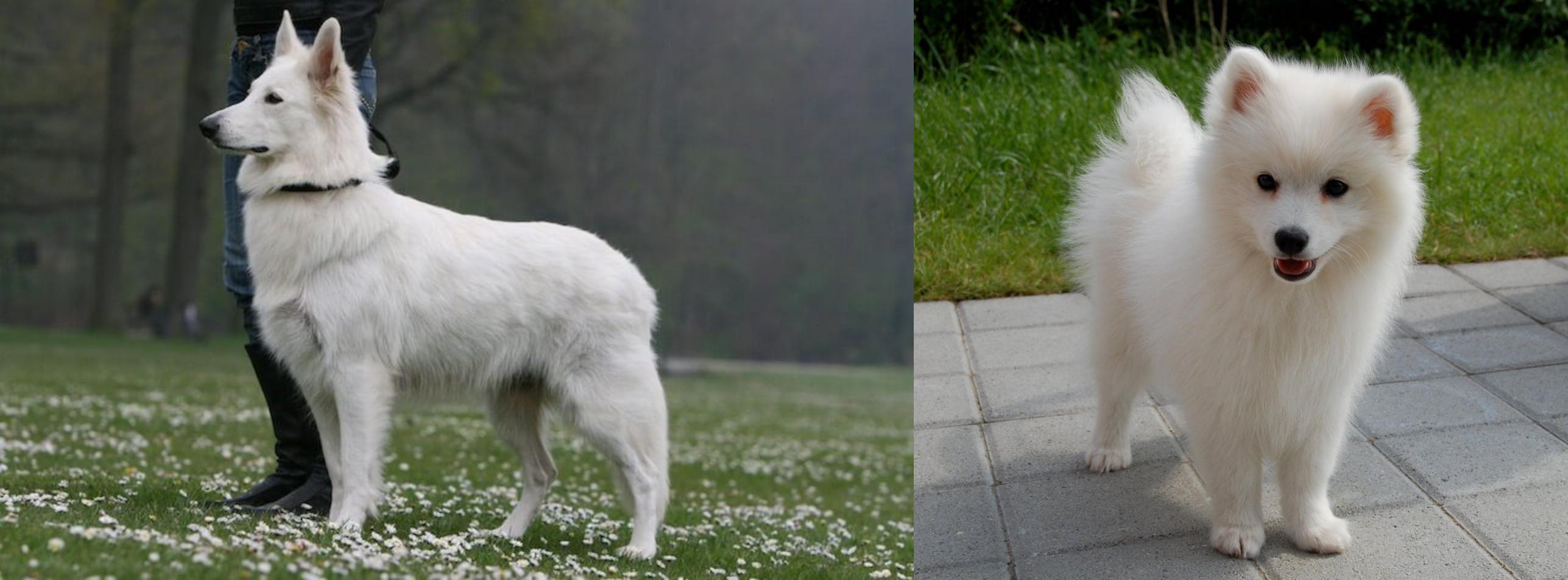 Spitz vs Berger Blanc Suisse - Breed Comparison | Petzlover