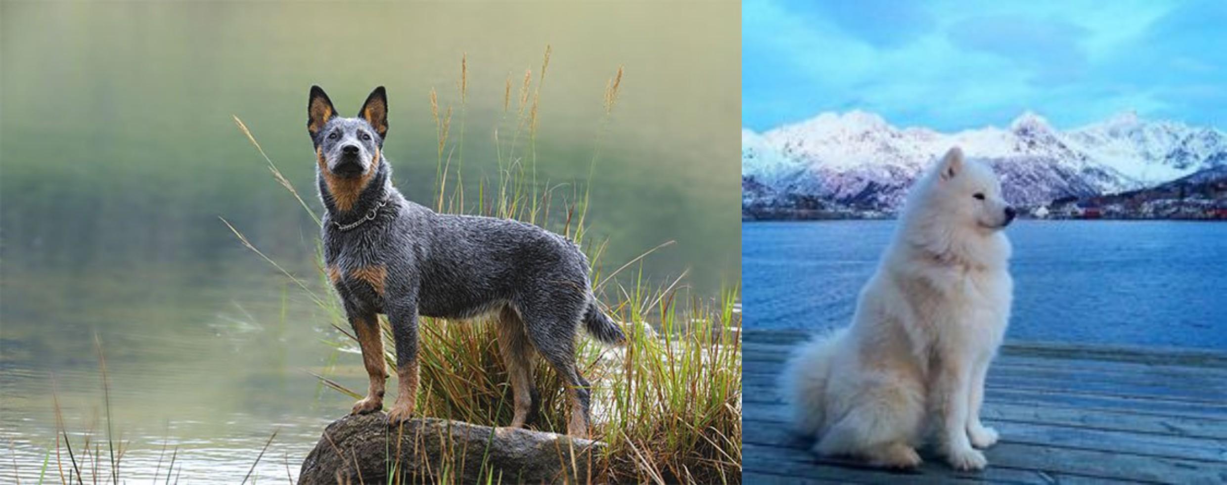Samoyed vs Blue Healer - Breed Comparison | Petzlover
