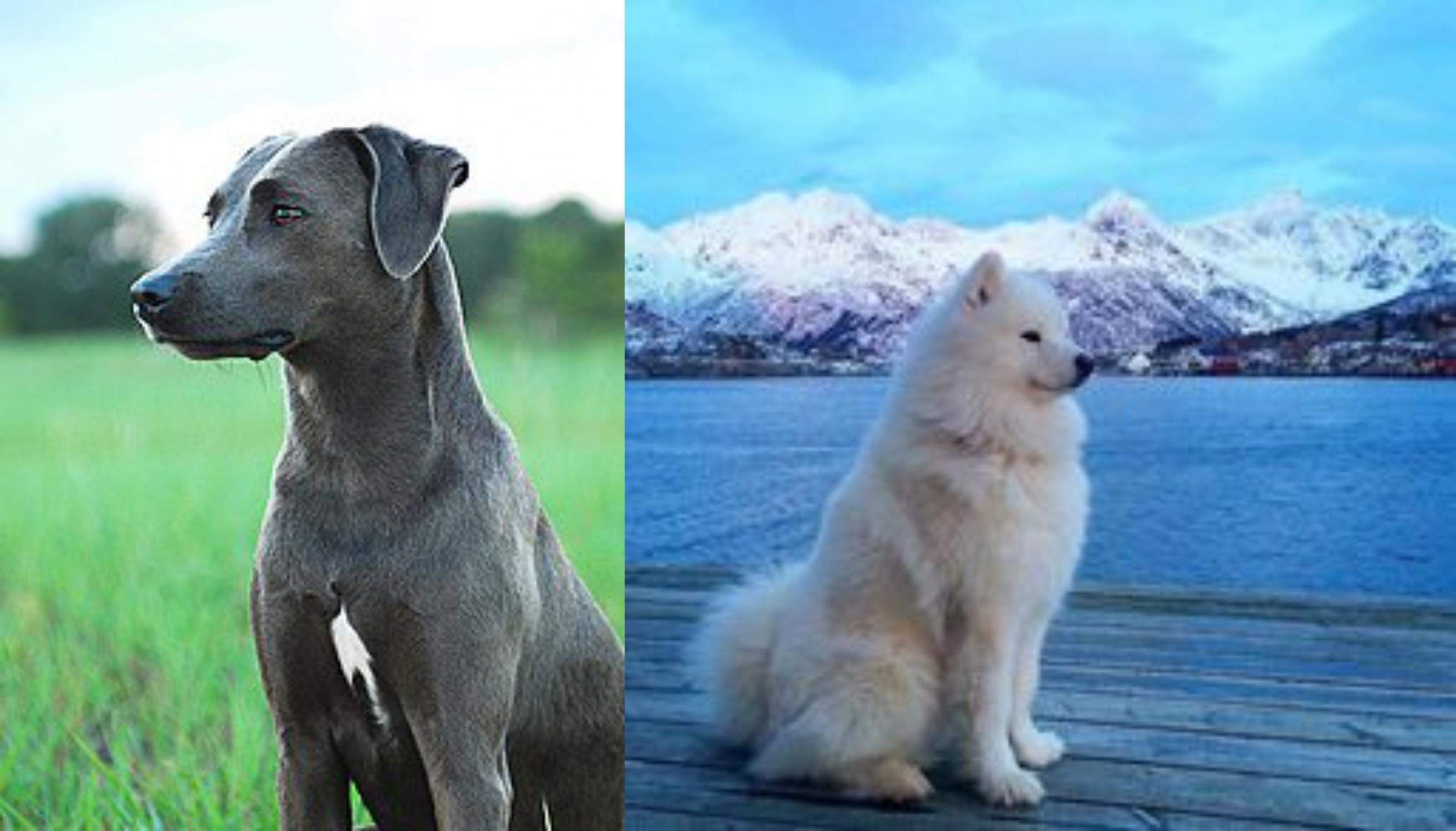 Samoyed vs Blue Lacy - Breed Comparison | Petzlover