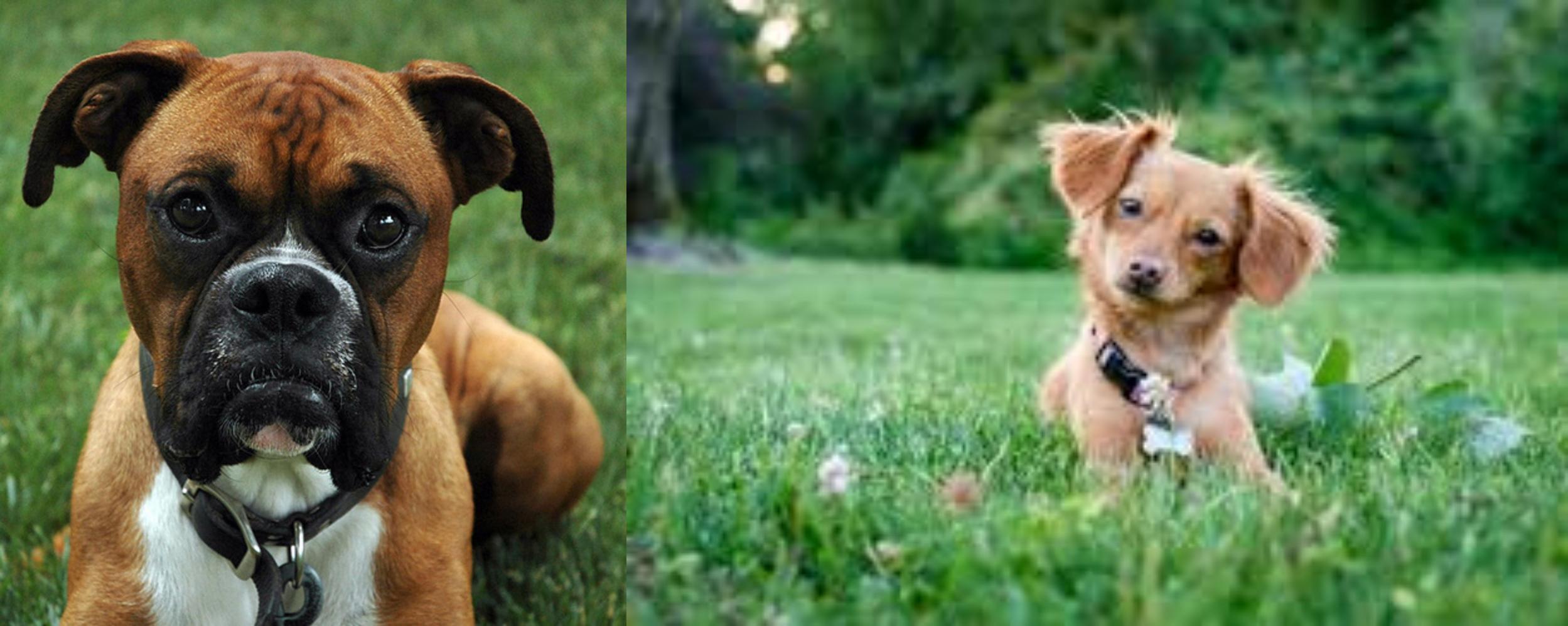 Chiweenie vs Boxer - Breed Comparison | Petzlover