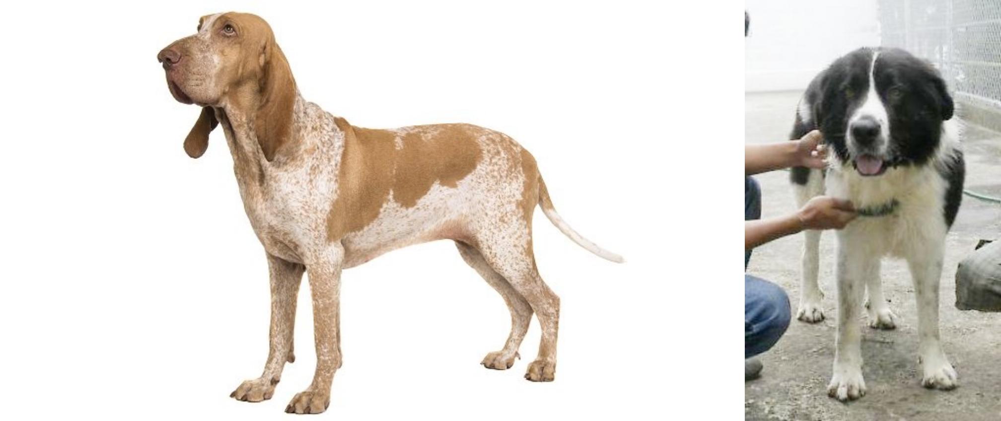 Mucuchies vs Bracco Italiano - Breed Comparison | Petzlover