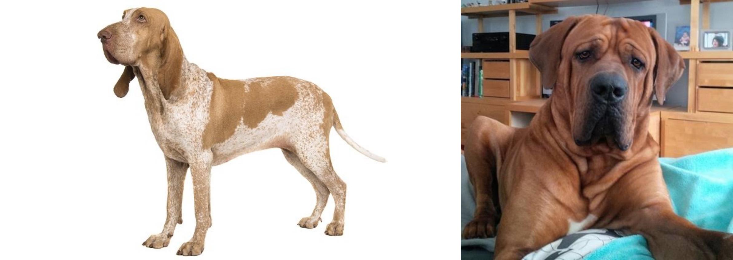 Tosa vs Bracco Italiano - Breed Comparison | Petzlover