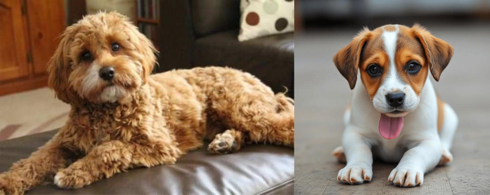 Bagel Hound vs Cavapoo - Breed Comparison | Petzlover