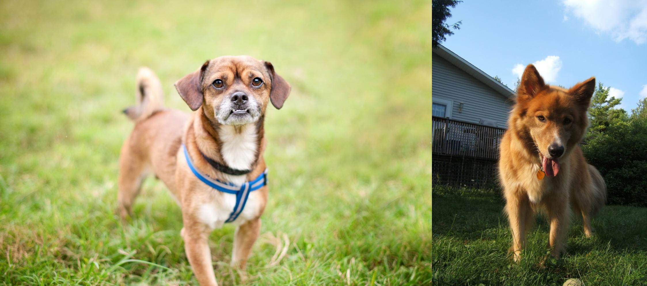 Karelo-Finnish Laika vs Chug - Breed Comparison | Petzlover