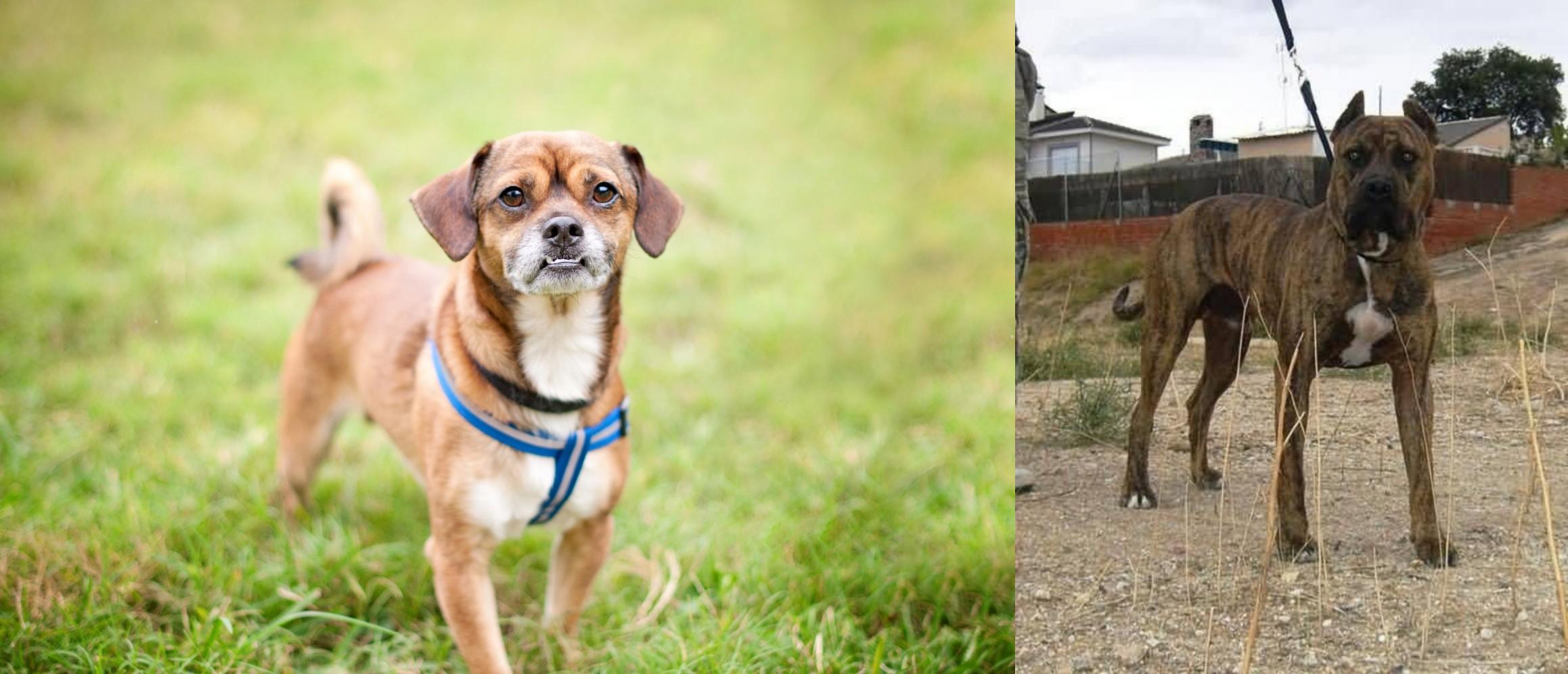 Perro de Toro vs Chug - Breed Comparison | Petzlover