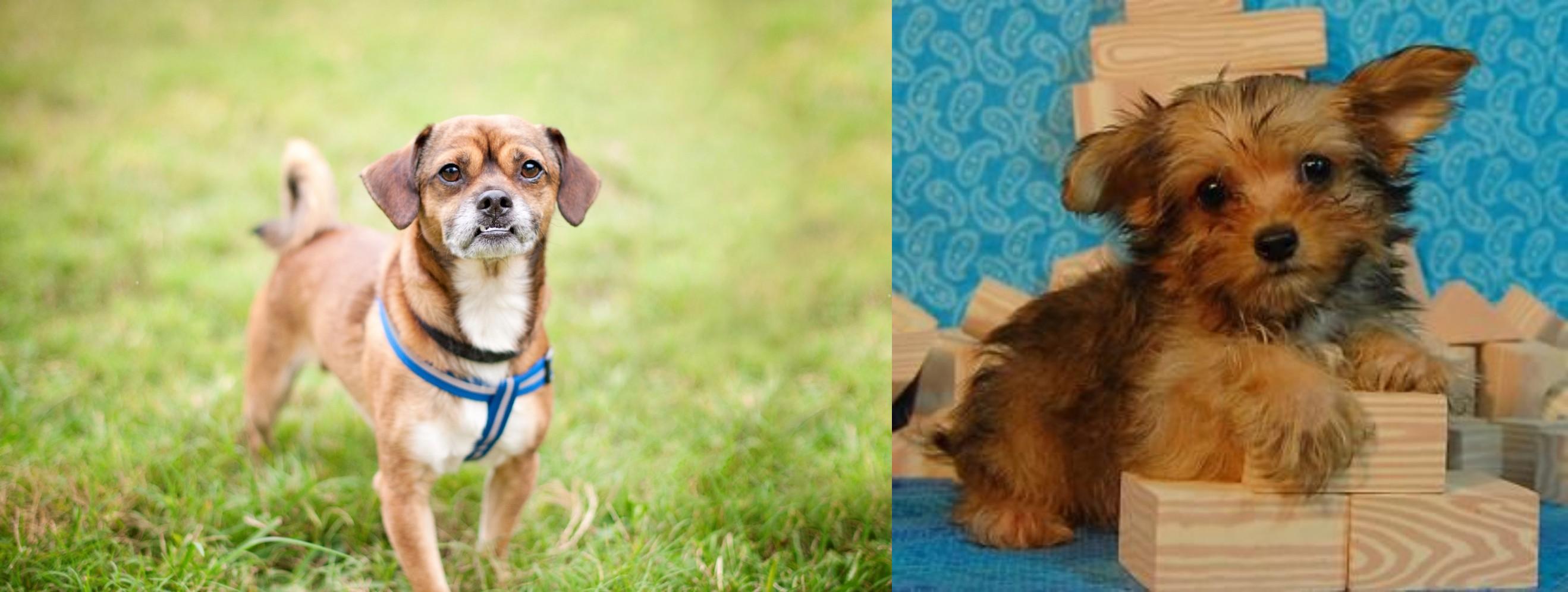 Yorkillon vs Chug - Breed Comparison | Petzlover