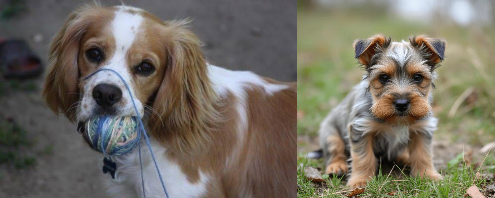 Gully Terrier vs Cockalier - Breed Comparison | Petzlover