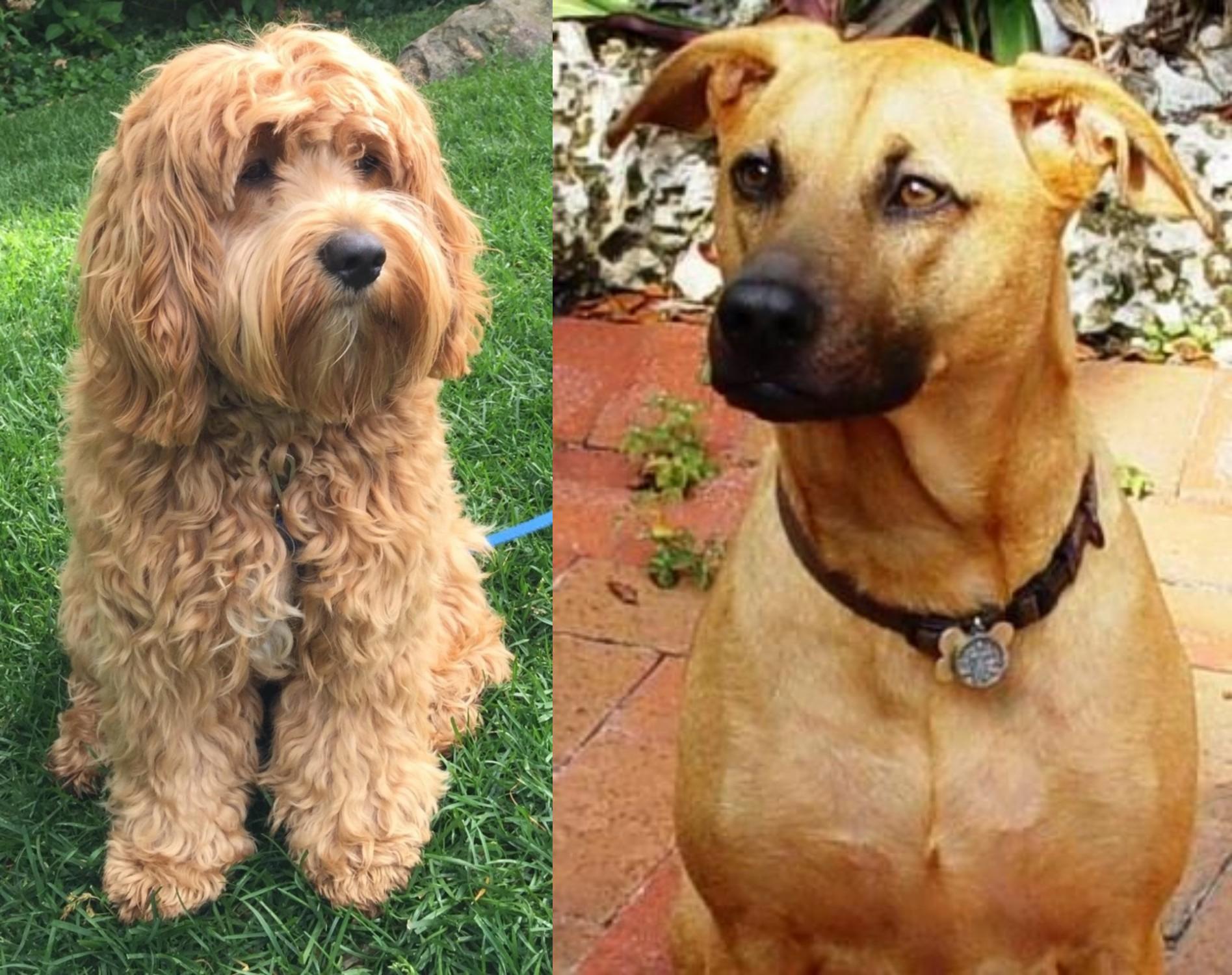 Combai vs Cockapoo - Breed Comparison | Petzlover