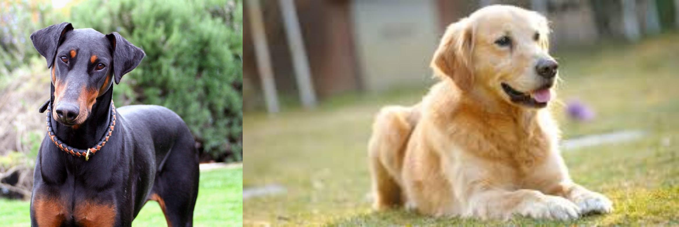Goldador vs Doberman Pinscher - Breed Comparison | Petzlover