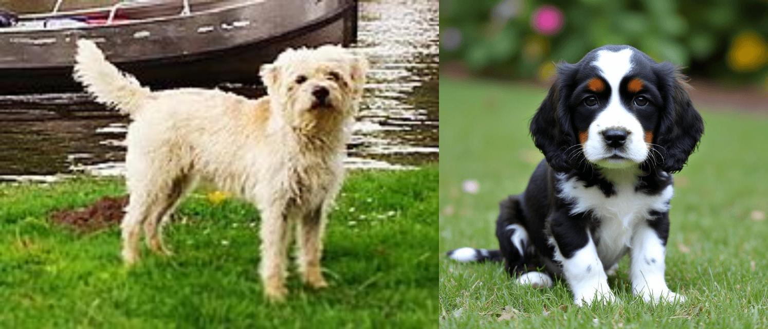 English Cocker Spaniel vs Dutch Smoushond - Breed Comparison