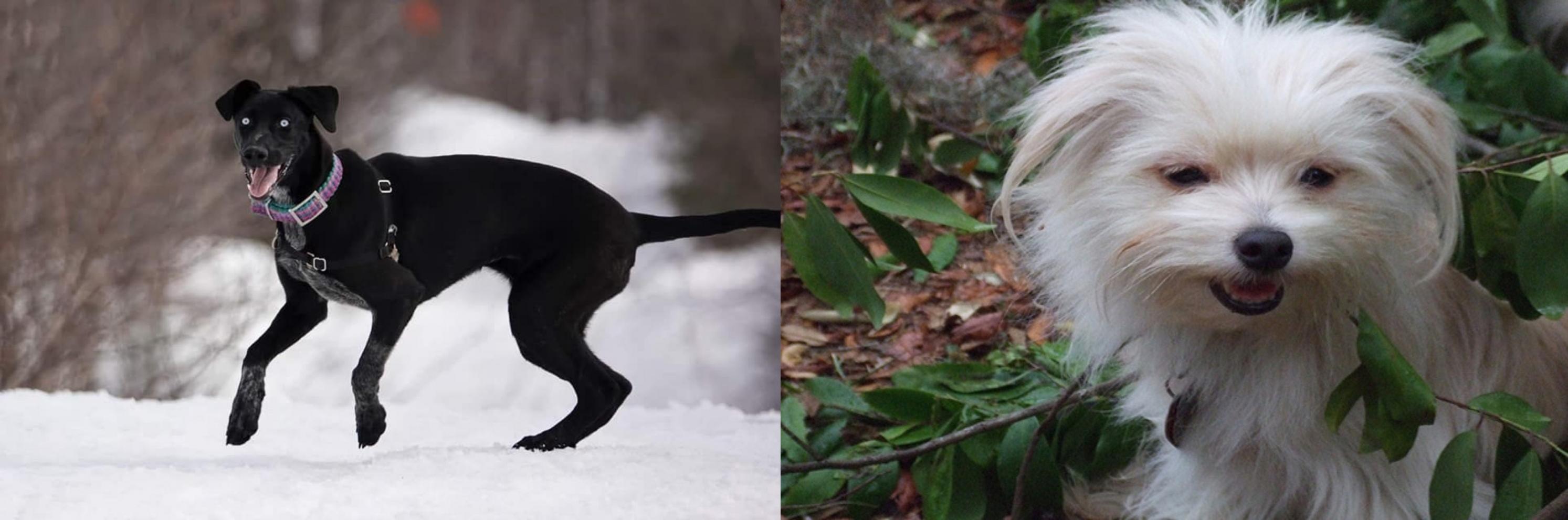 Malti-Pom vs Eurohound - Breed Comparison | Petzlover