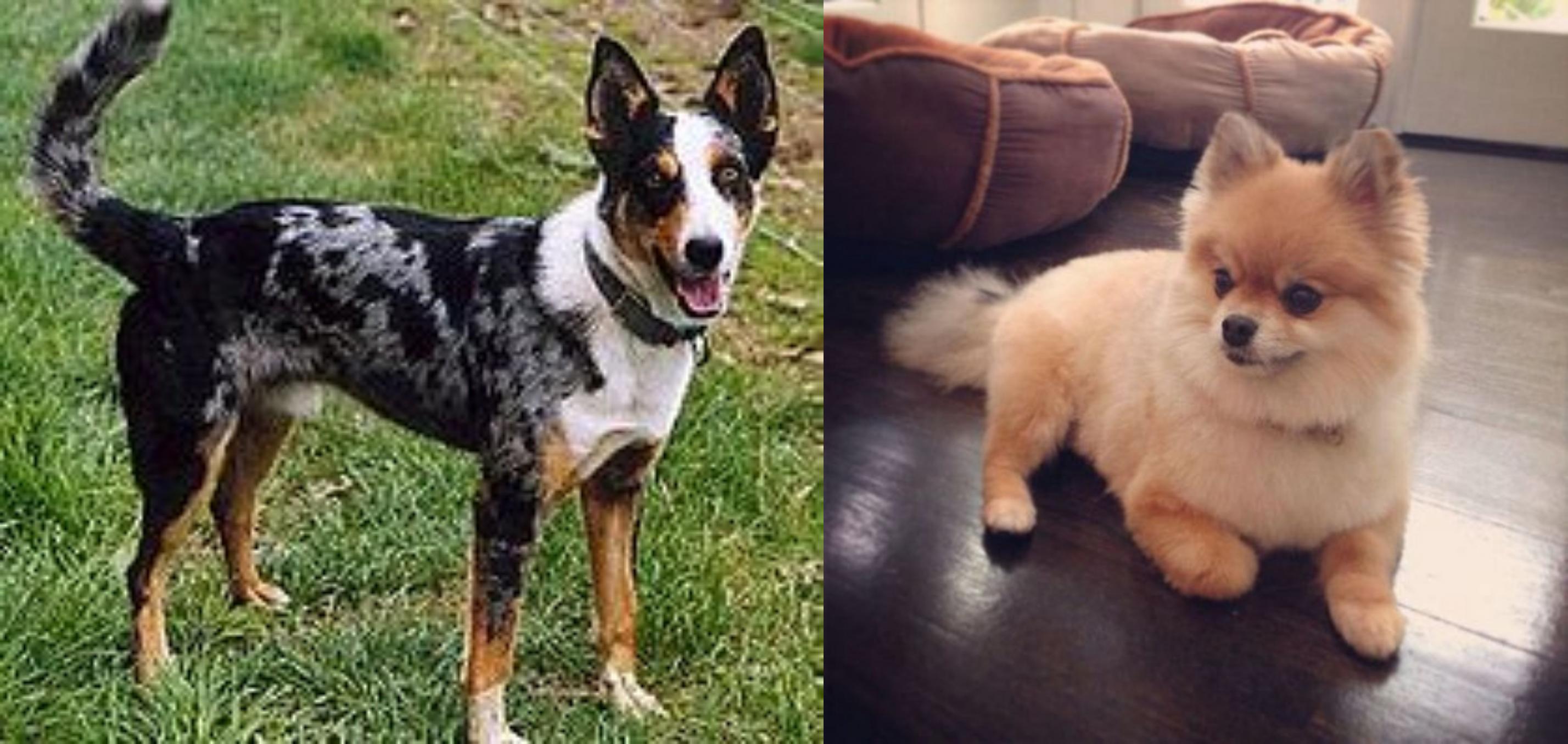 Pomeranian vs German Coolie - Breed Comparison | Petzlover