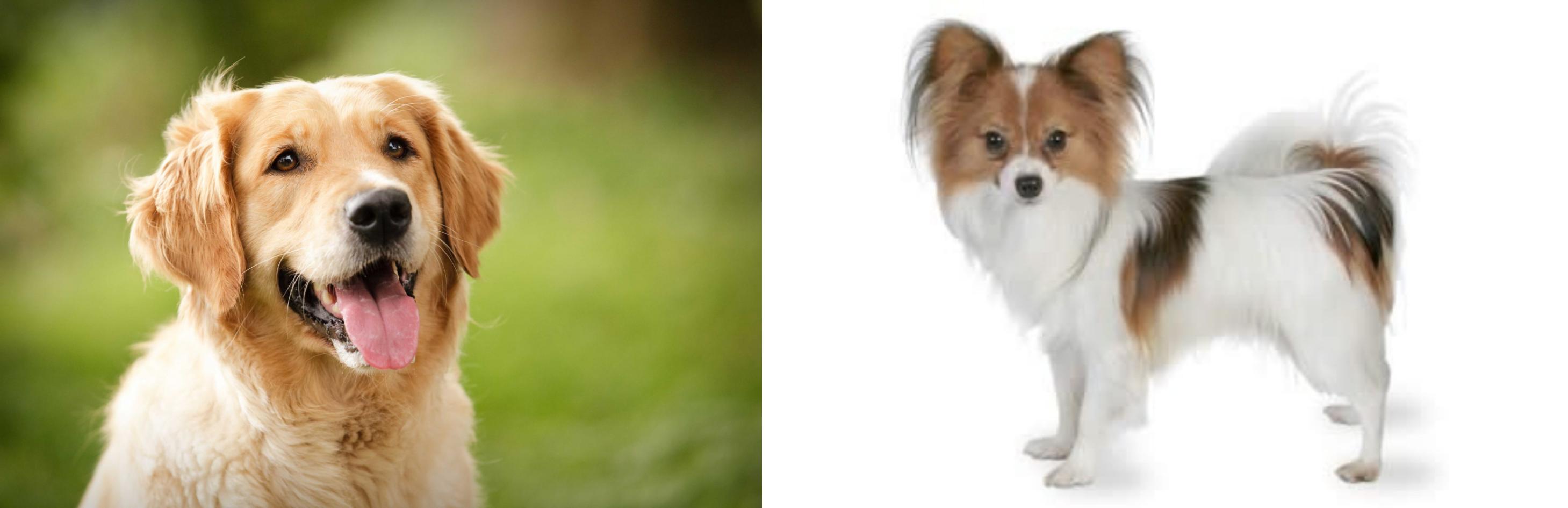 Papillon vs Golden Retriever - Breed Comparison | Petzlover
