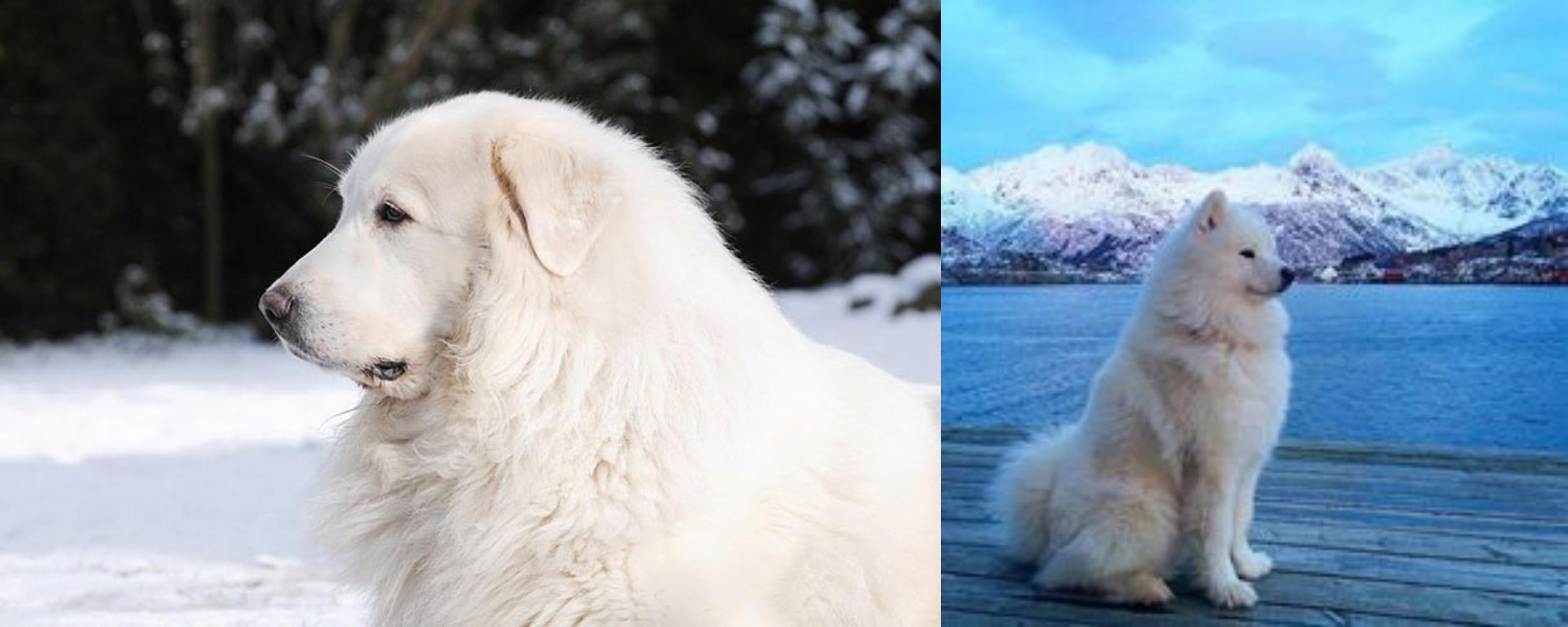 Samoyed vs Great Pyrenees - Breed Comparison | Petzlover