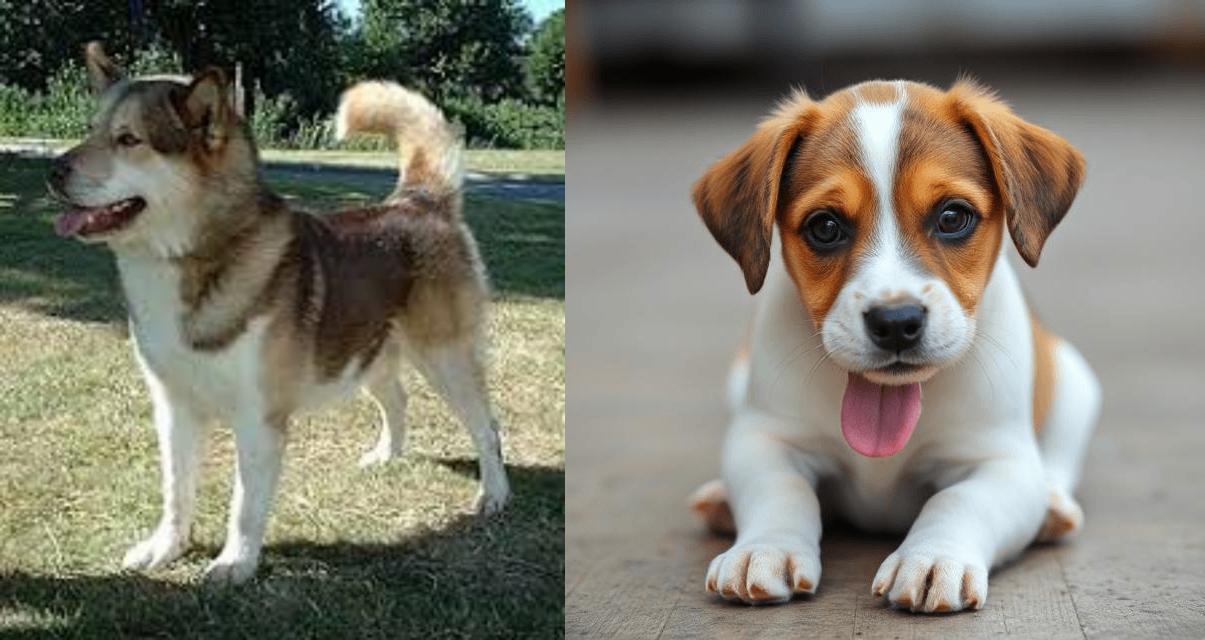 Bagel Hound vs Greenland Dog - Breed Comparison | Petzlover