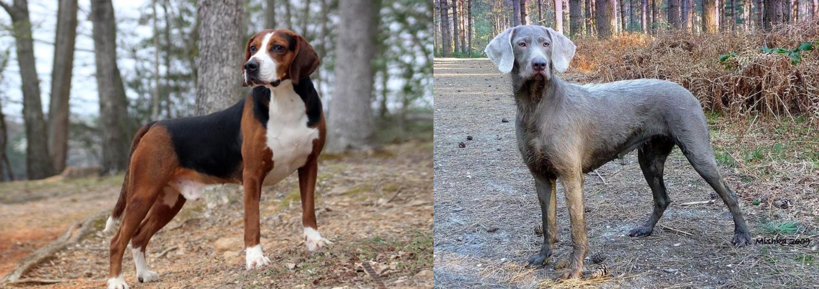 Slovensky Hrubosrsty Stavac vs Hamiltonstovare - Breed Comparison