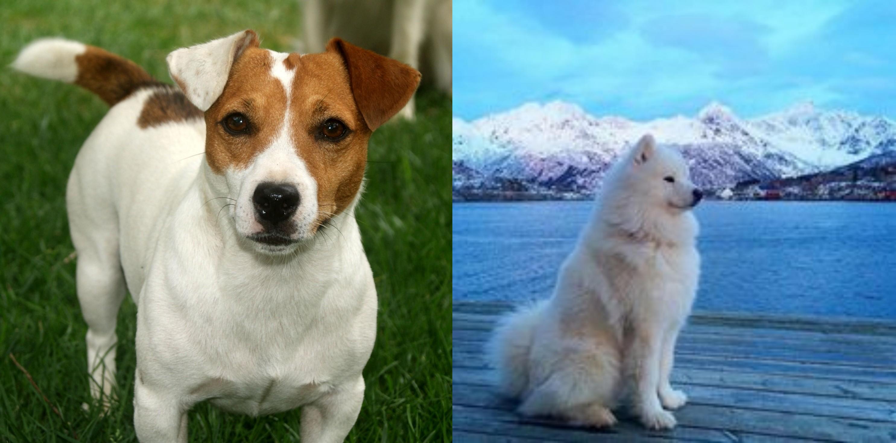 Samoyed vs Irish Jack Russell - Breed Comparison | Petzlover