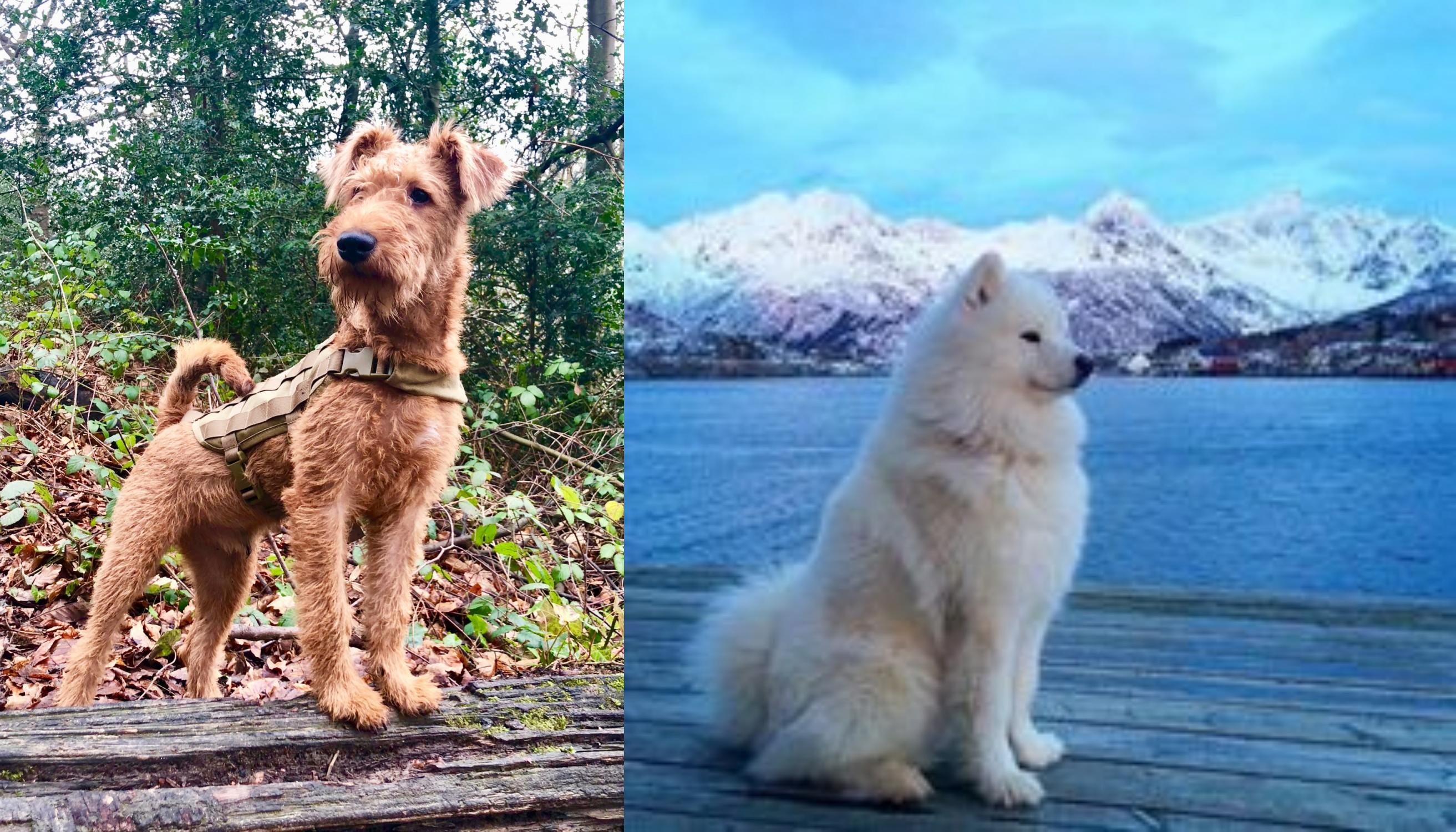 Samoyed vs Irish Terrier - Breed Comparison | Petzlover