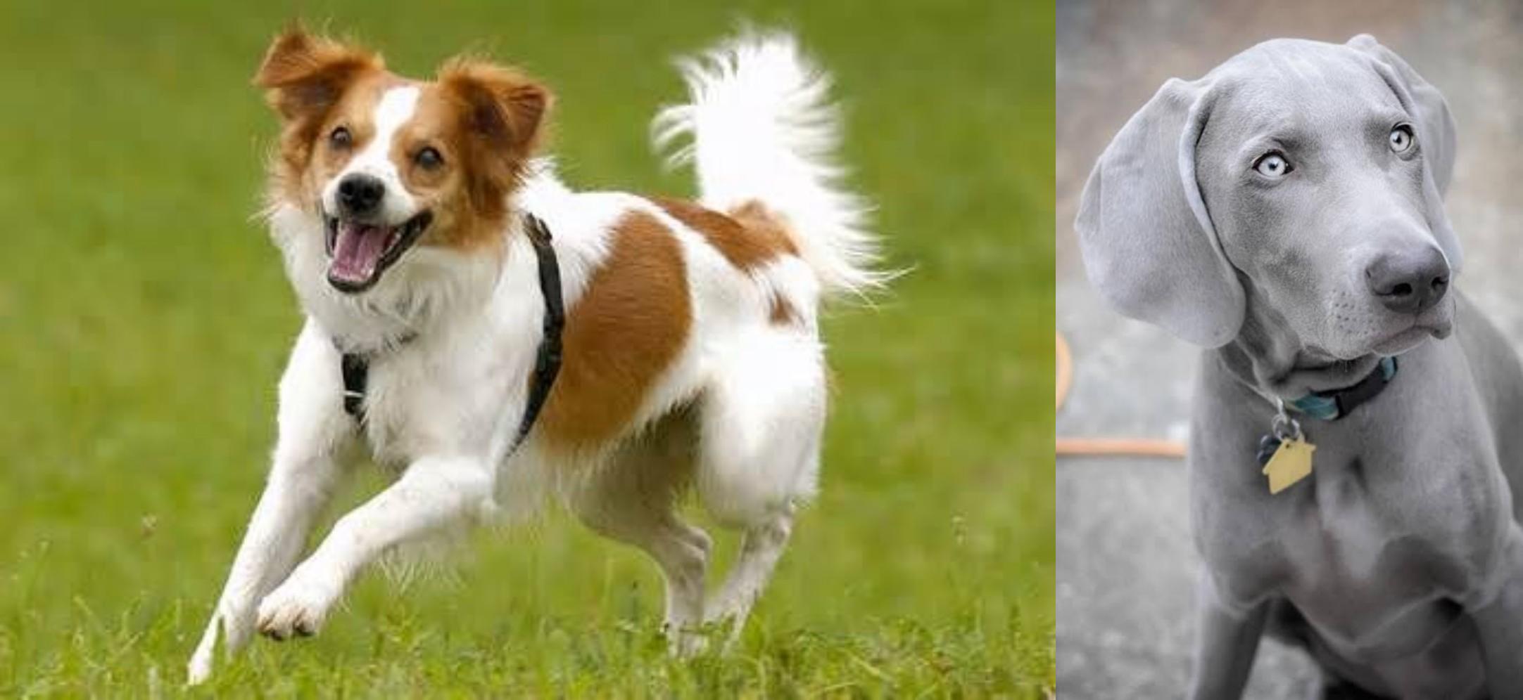 Weimaraner vs Kromfohrlander - Breed Comparison | Petzlover