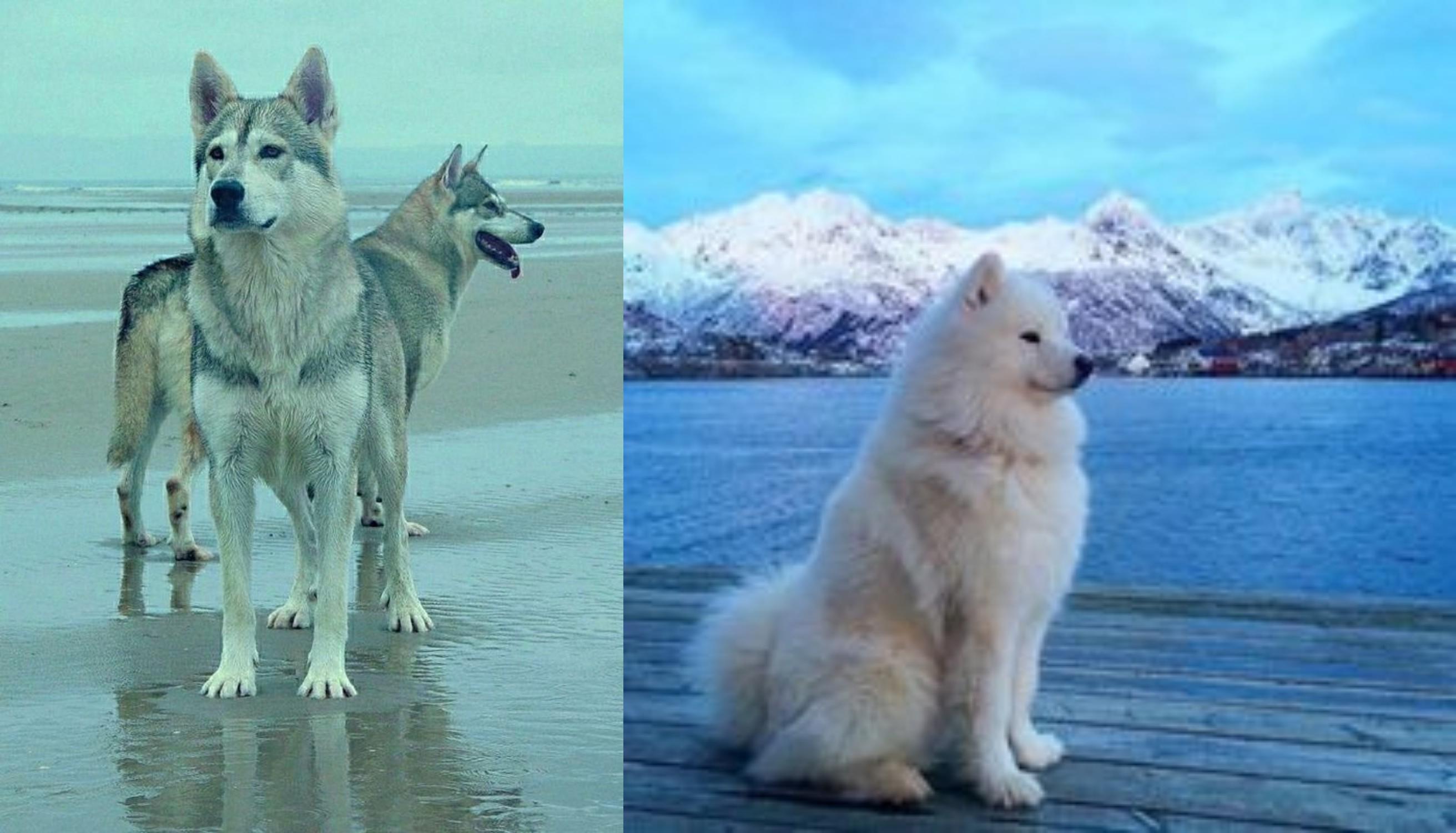 Samoyed vs Northern Inuit Dog - Breed Comparison | Petzlover