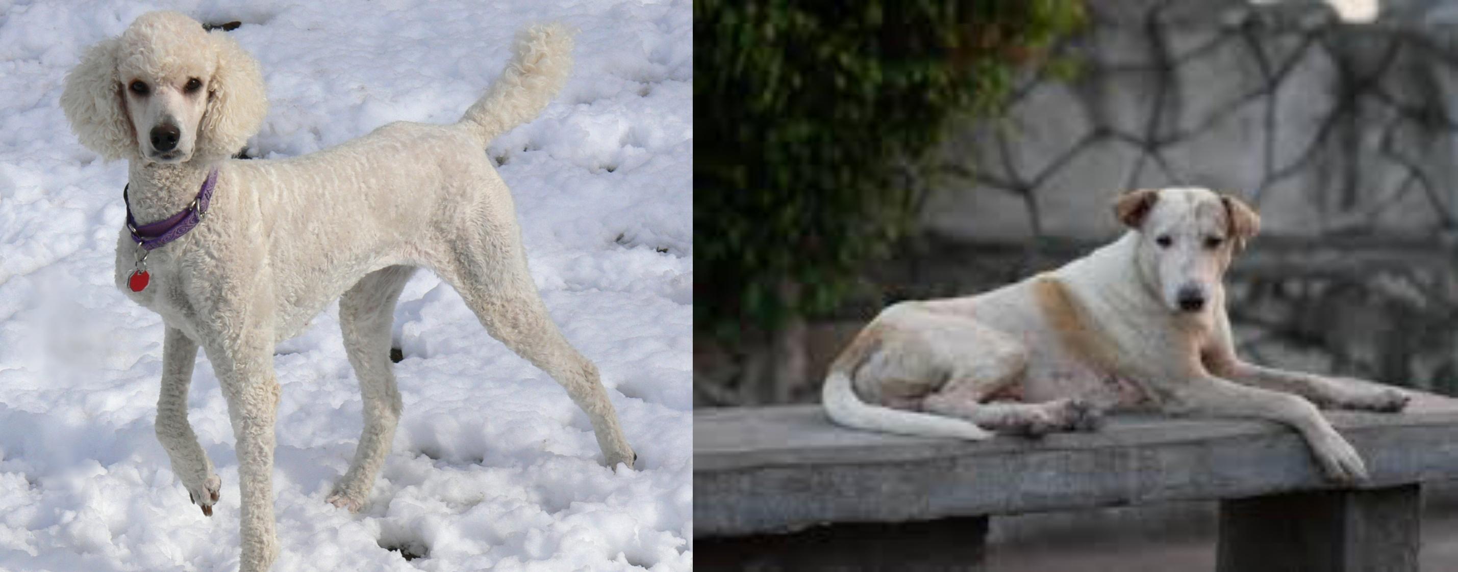 Askal vs Poodle - Breed Comparison | Petzlover