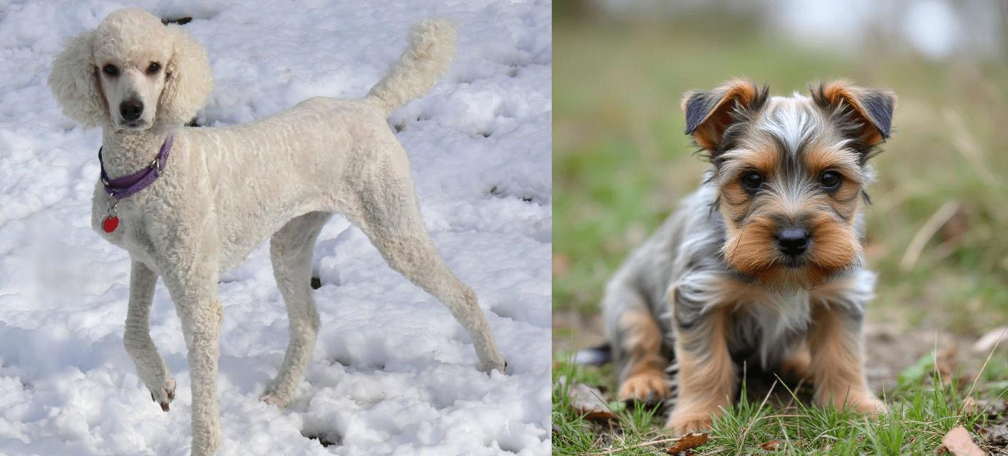 Gully Terrier vs Poodle - Breed Comparison | Petzlover
