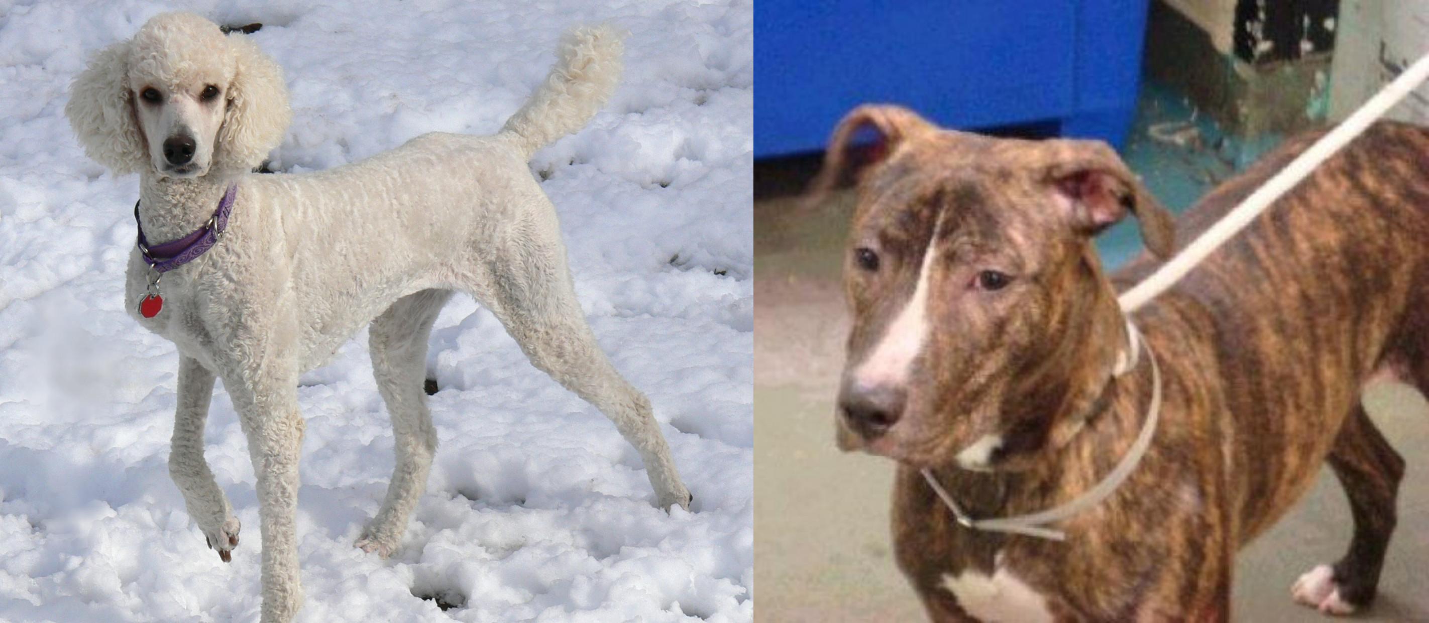 Mountain View Cur vs Poodle - Breed Comparison | Petzlover