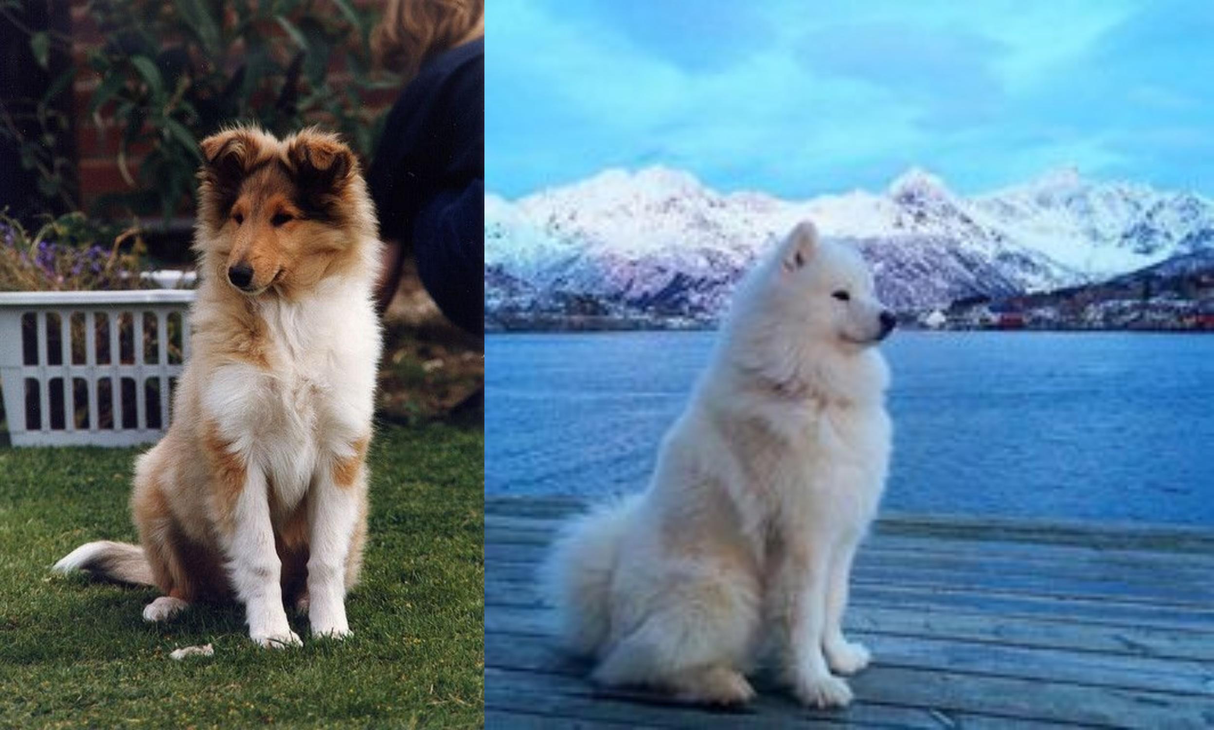 Samoyed vs Rough Collie - Breed Comparison | Petzlover