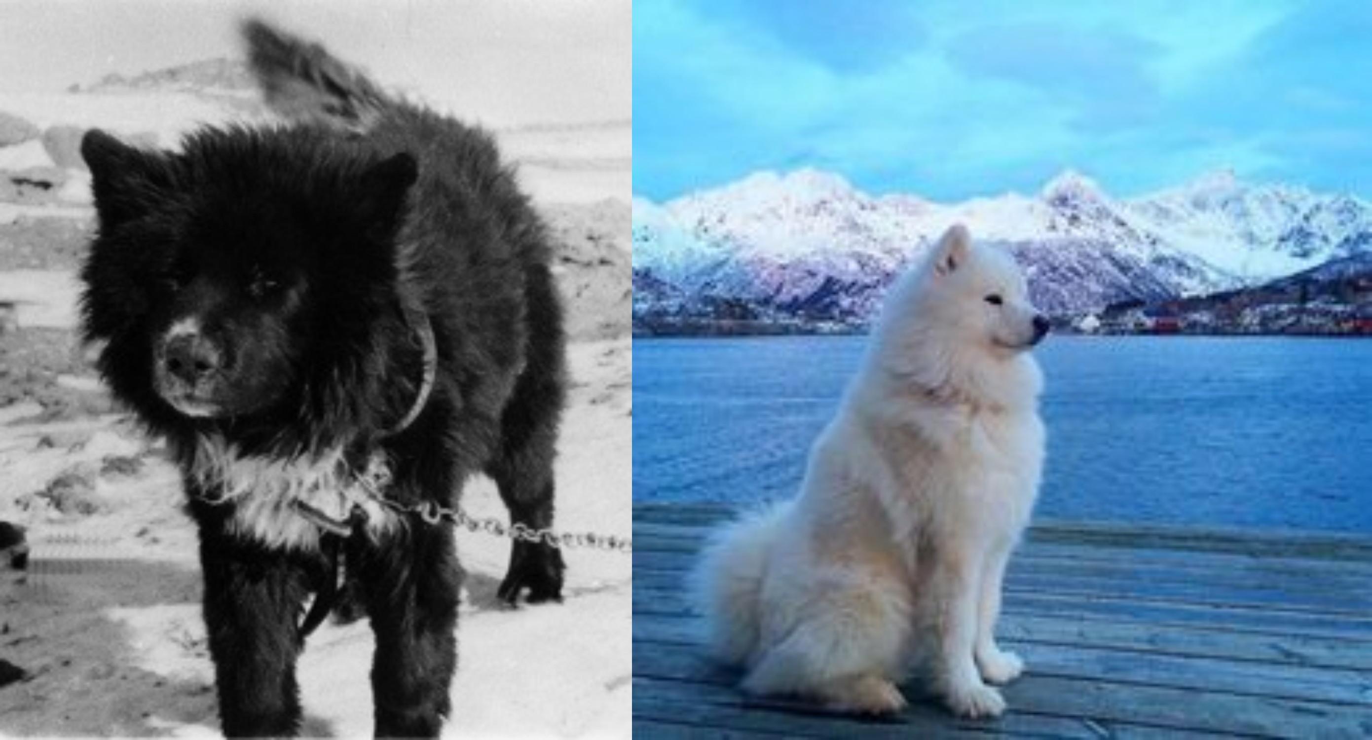 Samoyed vs Sakhalin Husky - Breed Comparison | Petzlover