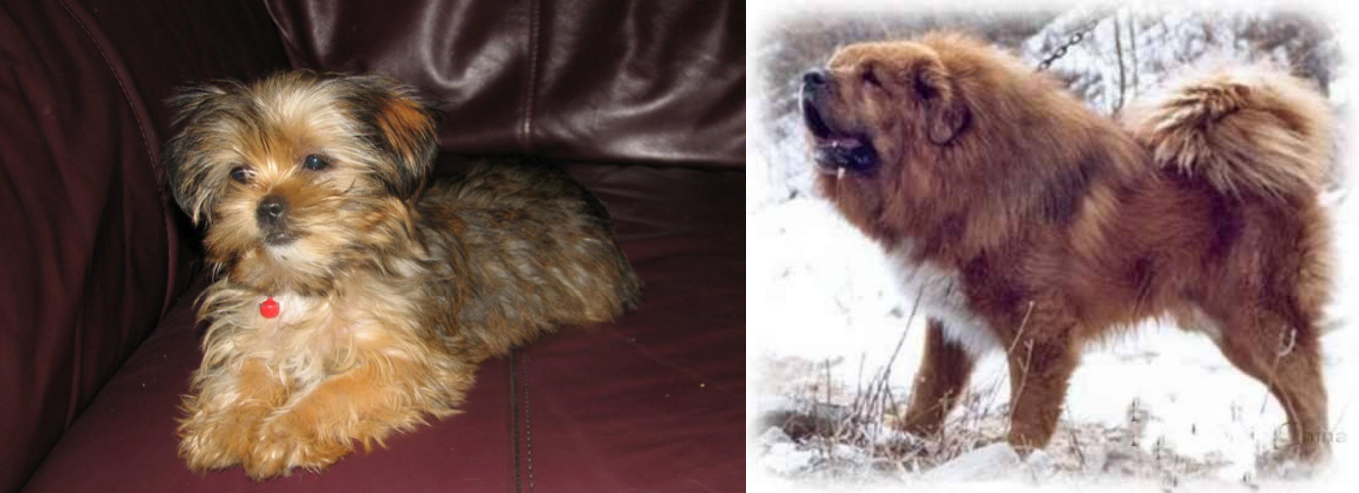 Tibetan Kyi Apso vs Shorkie - Breed Comparison | Petzlover