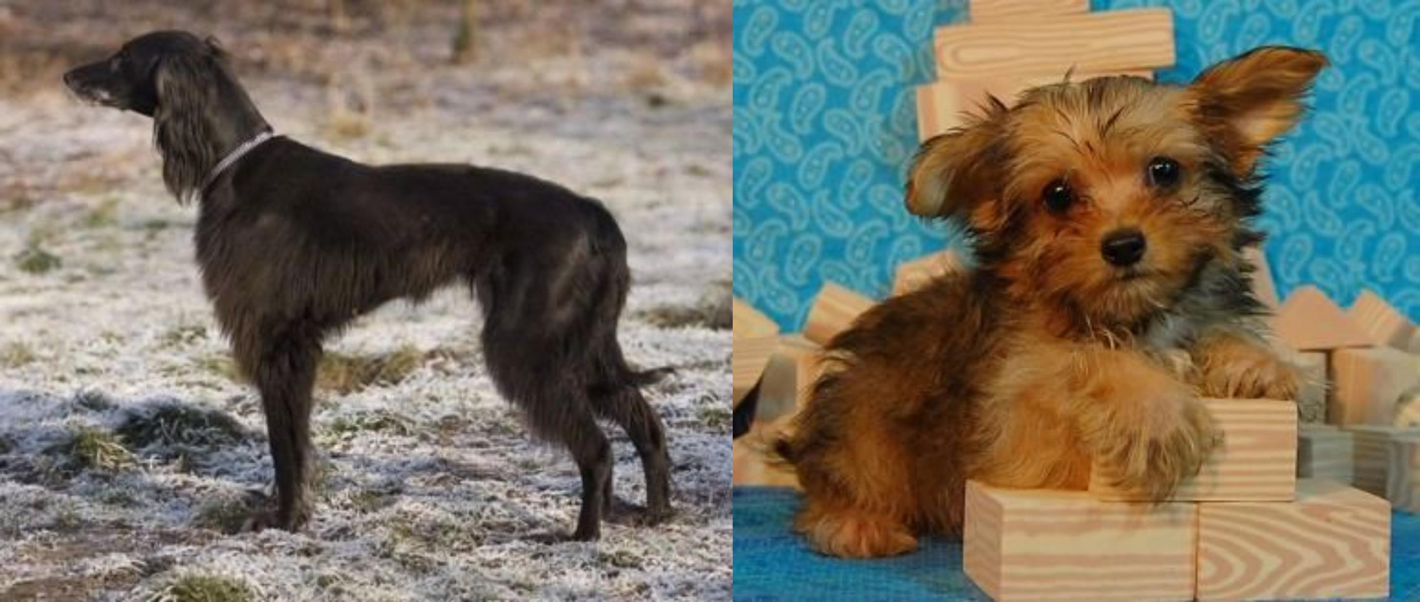 Yorkillon vs Taigan - Breed Comparison | Petzlover