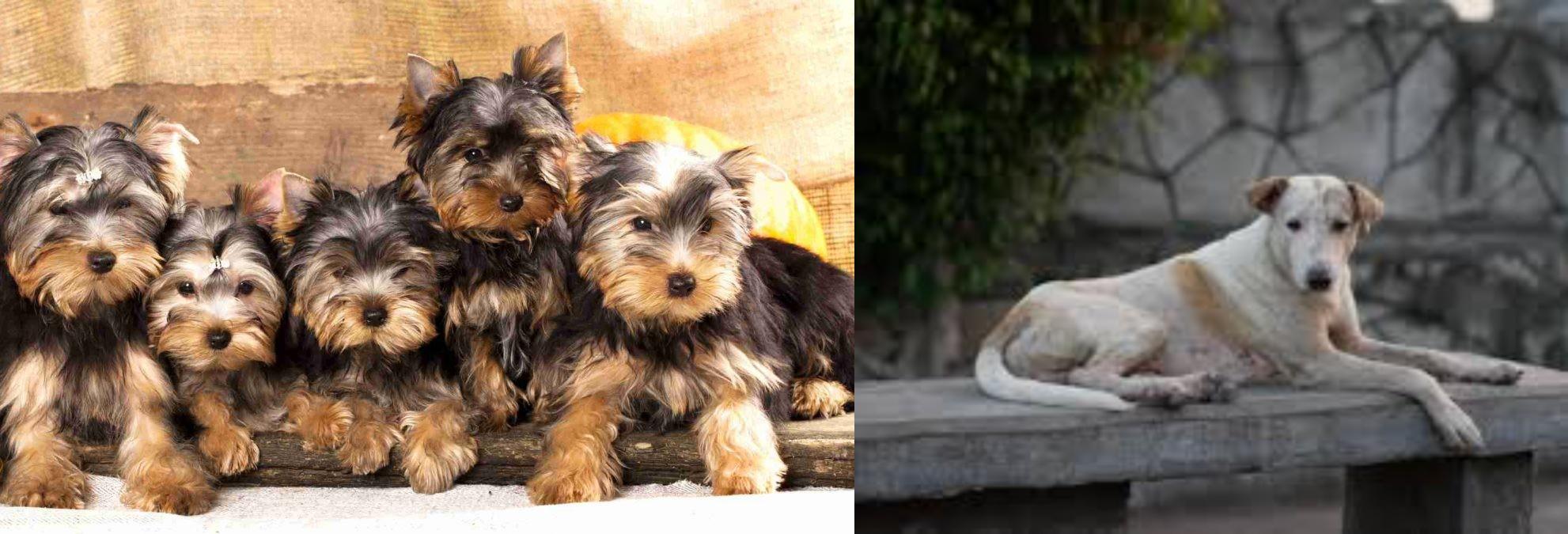 Askal vs Yorkshire Terrier - Breed Comparison | Petzlover