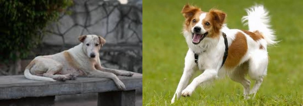 Kromfohrlander vs Askal - Breed Comparison | Petzlover